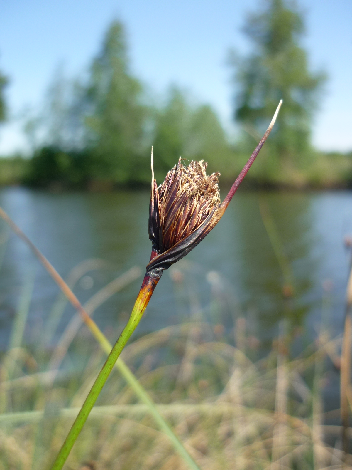 Flore des tourbières – le Choin noirâtre (Schoenus nigricans) | LIFE ...